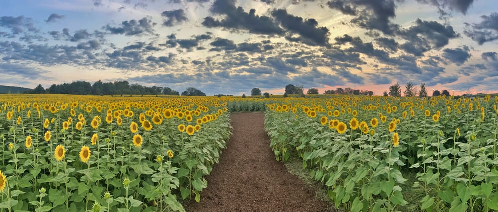 Explore the Sunflower Garden 🌻 at St. Luke’s Anderson Campus