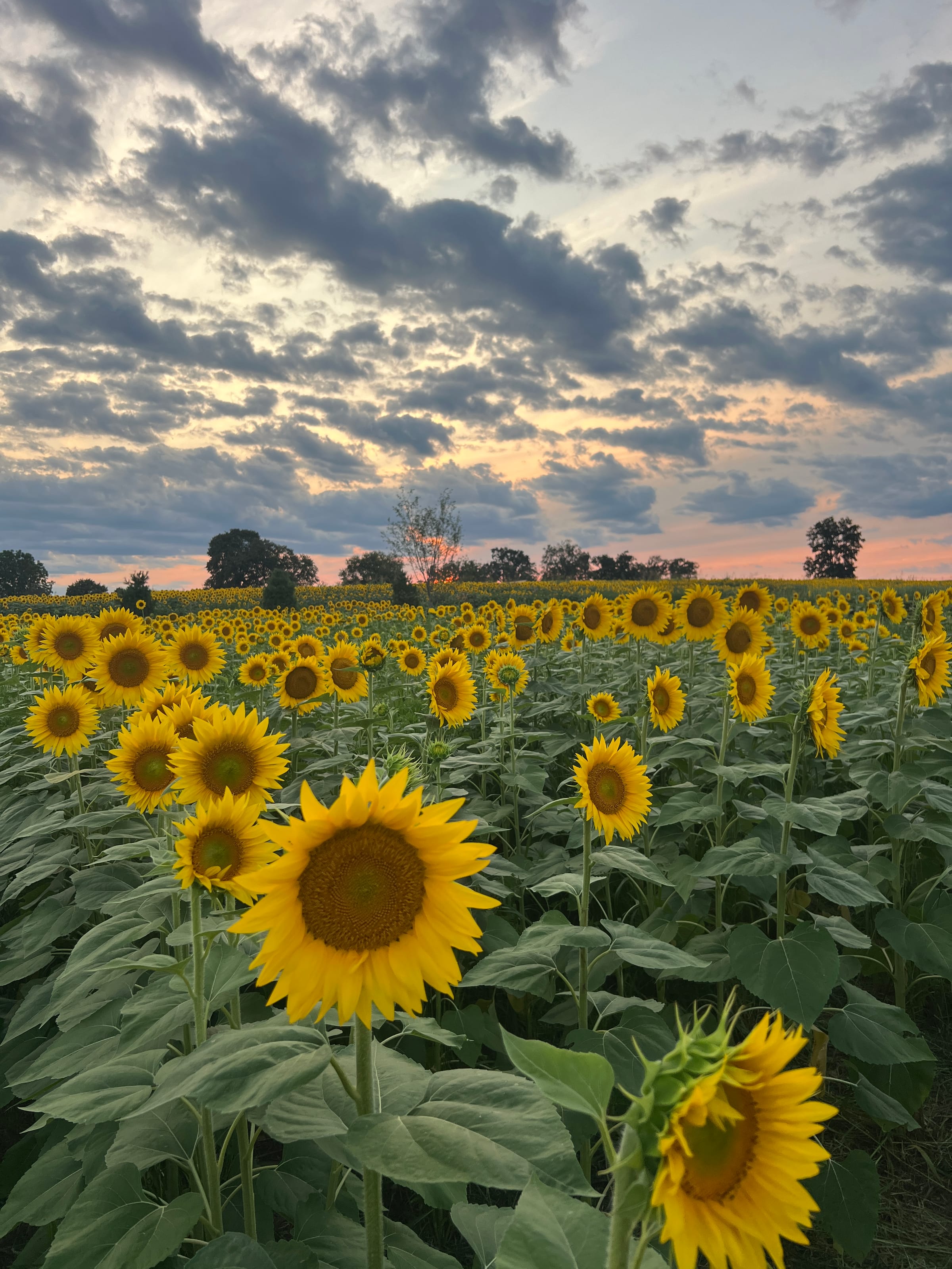Explore the Sunflower Garden 🌻 at St. Luke’s Anderson Campus